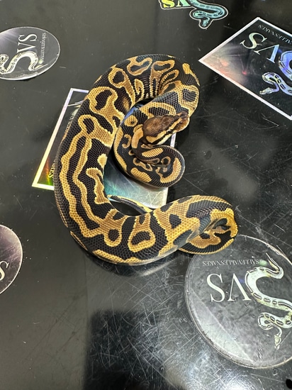 2.2 ….Lot Of 4 Snakes Ball Python by Sallevallesnakes