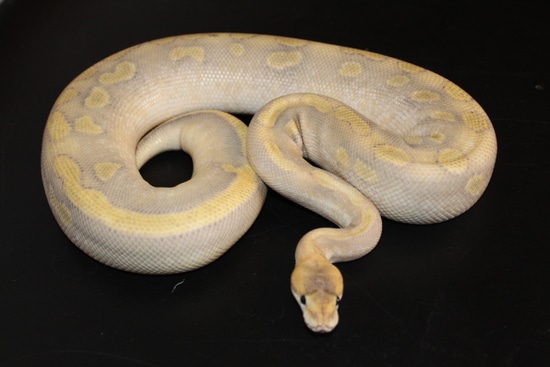 Enchi Mimosa Ball Python by Sallevallesnakes