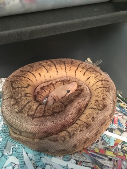 Cinnamon Spinner Blast Ball Python by Dark Blizzard Exotics
