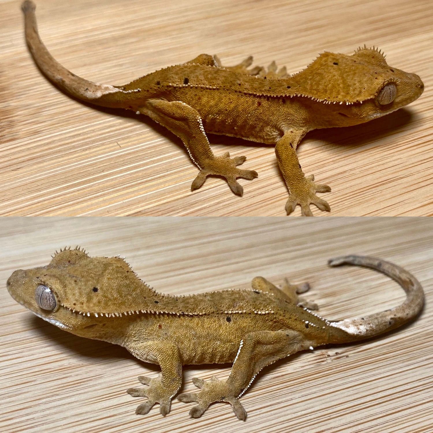 CLEARANCE! Yellow/Orange Dal Crested Gecko by Galactical Exotics ...