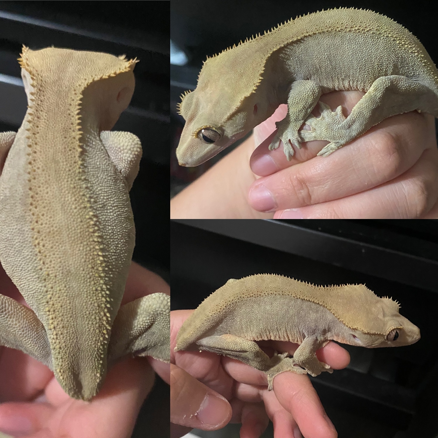 Patternless Crested Gecko by Galactical Exotics - MorphMarket
