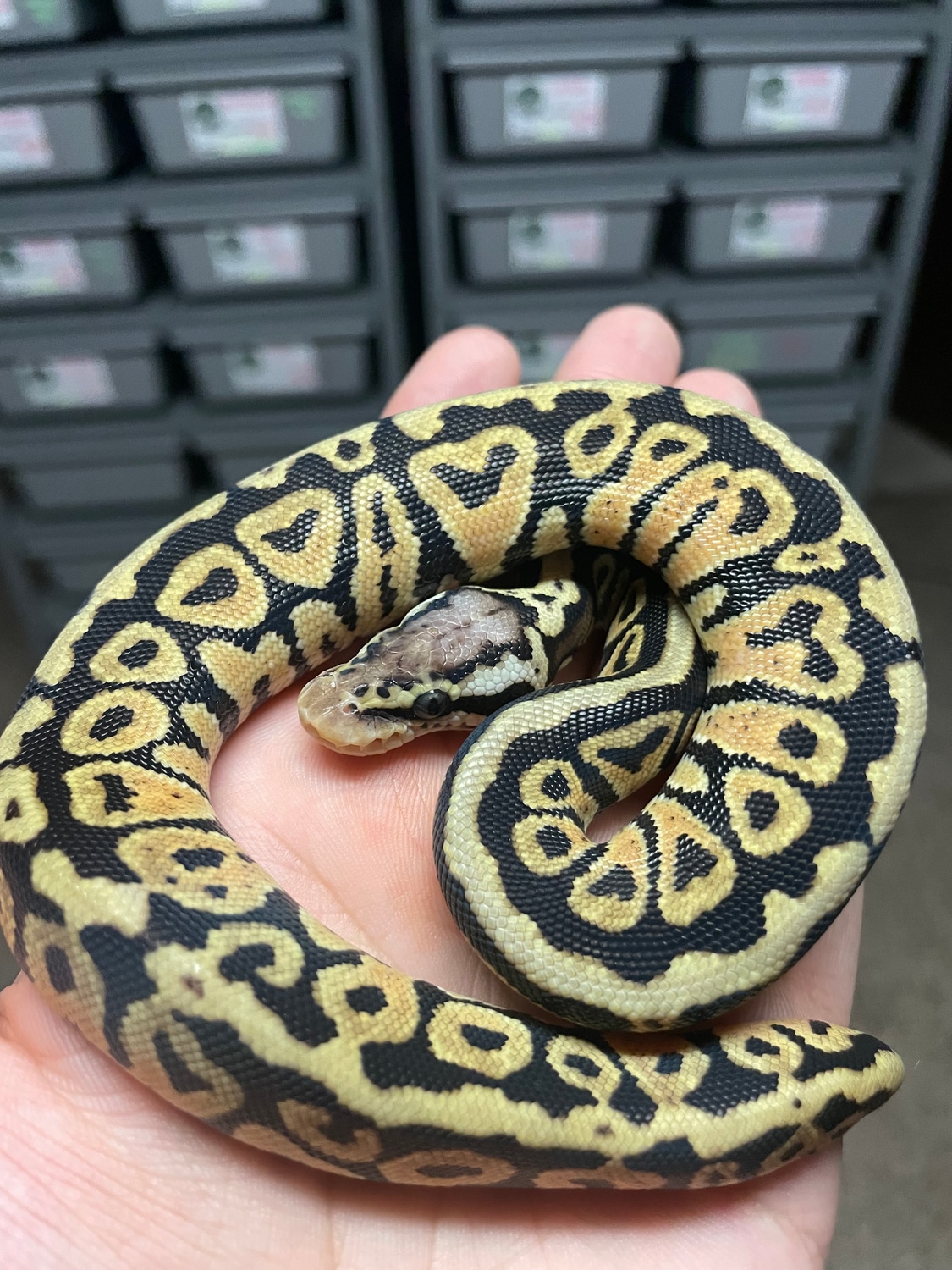 Pastel Spotnose Het Clown Ball Python by Salish Serpents - MorphMarket