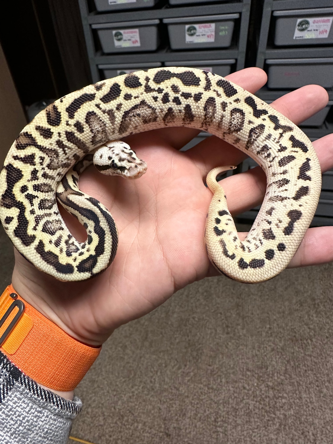 Firefly Spotnose Leopard 66% Het Clown Ball Python by Salish Serpents ...