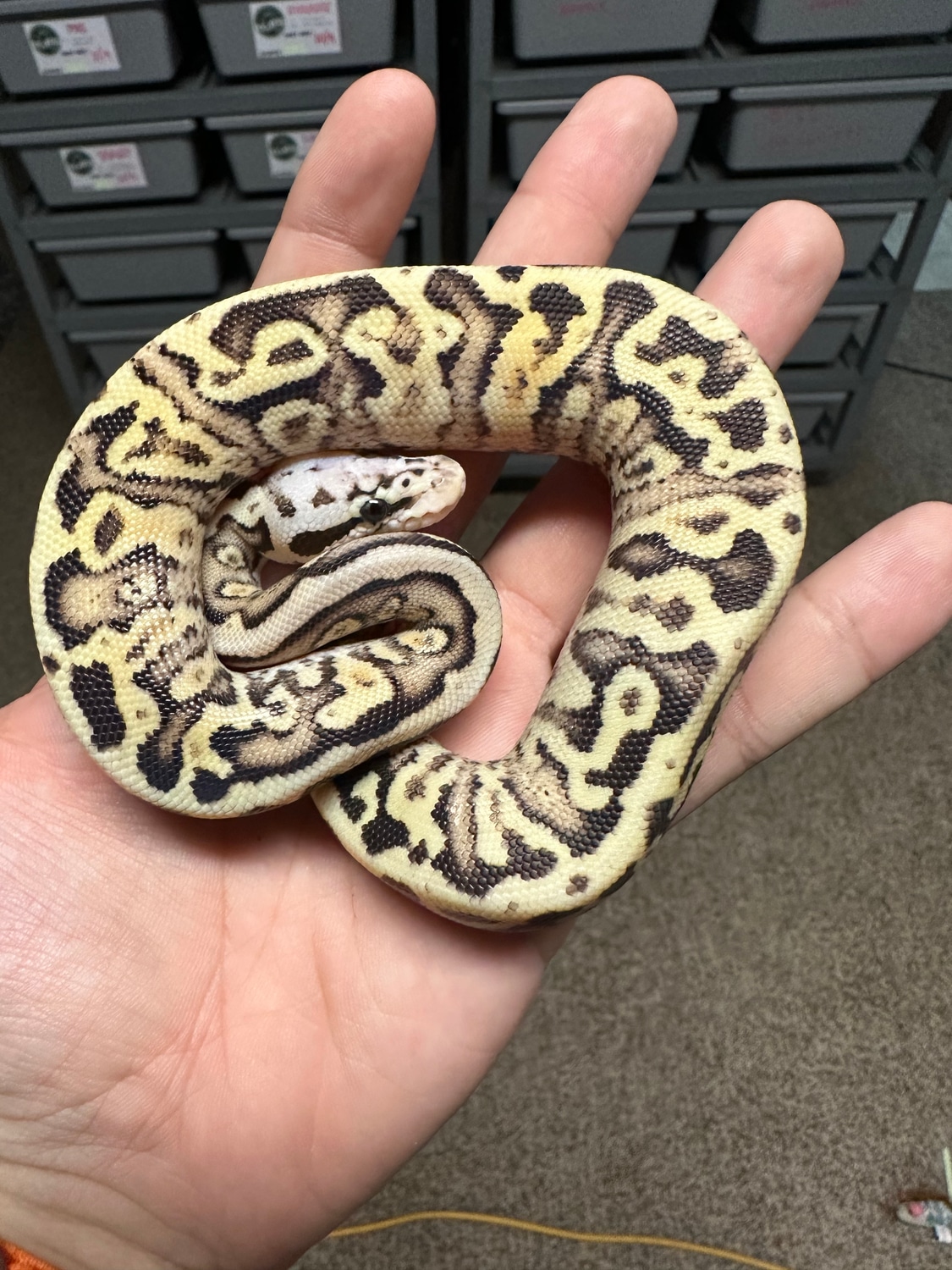Firefly Yellowbelly Spotnose Het Clown Ball Python by Salish Serpents ...