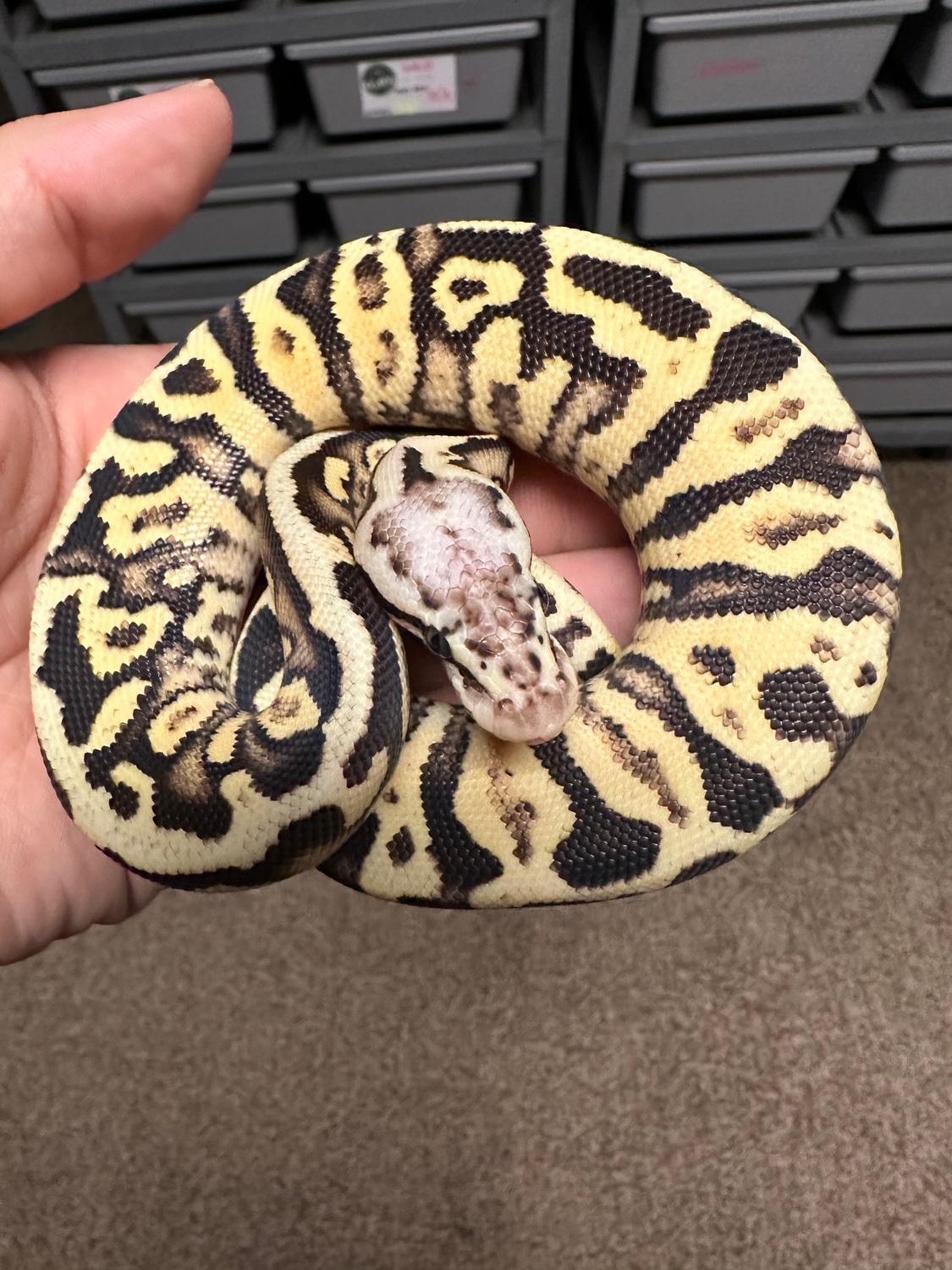 Spotnose Firefly Yellowbelly 66% Het Clown Ball Python by Salish ...