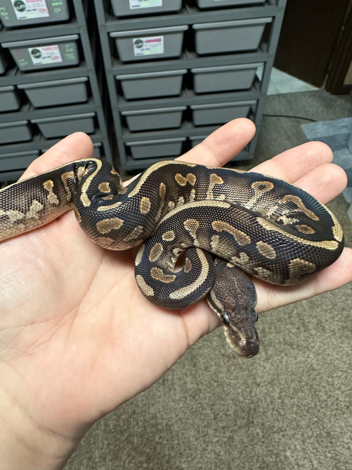 Black Pastel Yellowbelly Het Lavender Het Pied Ball Python by Salish ...
