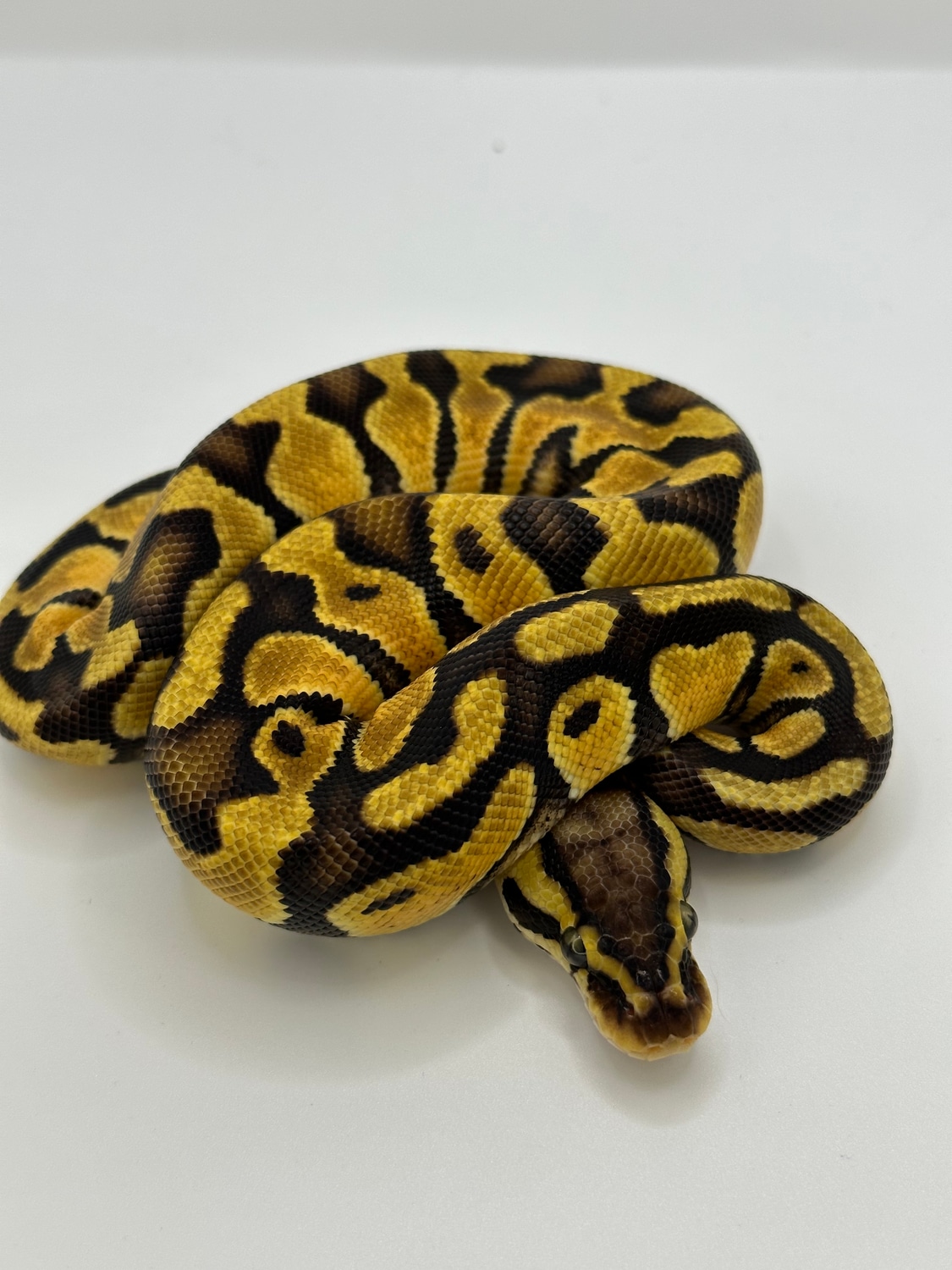 Pastel Enchi Het Ultramel Het Clown Ball Python by Salish Serpents ...