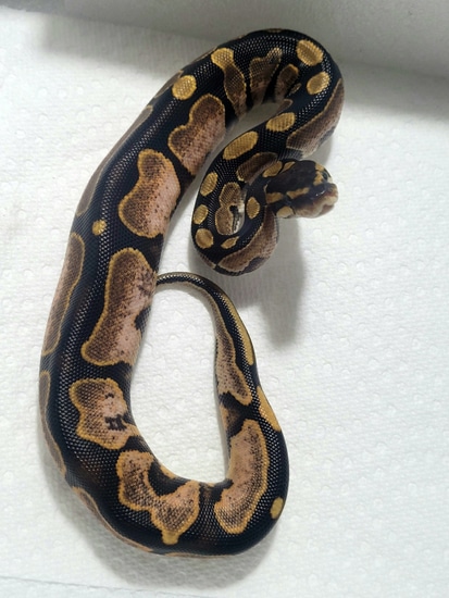 Calico Yellow Belly Ringer Ball Python by Dc's Bp's