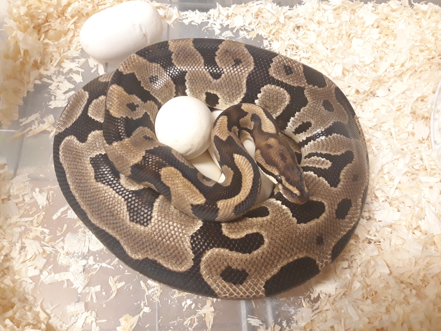 Breeder Female Leopard Ball Python by Saltarin Serpentines - MorphMarket