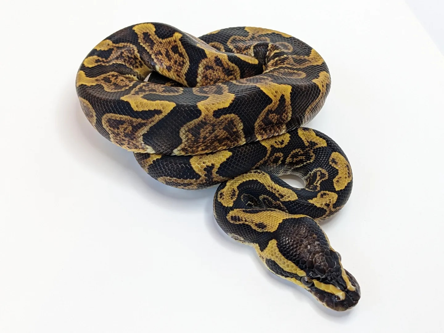 GHI Het Ghost 50% Het Clown !Special Offer Take 2 Get The 2nd 50% Off ...