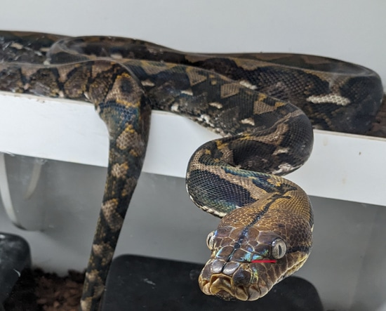 5 Year Old 100% SD Tombolongan Reticulated Python by Saltarin Serpentines