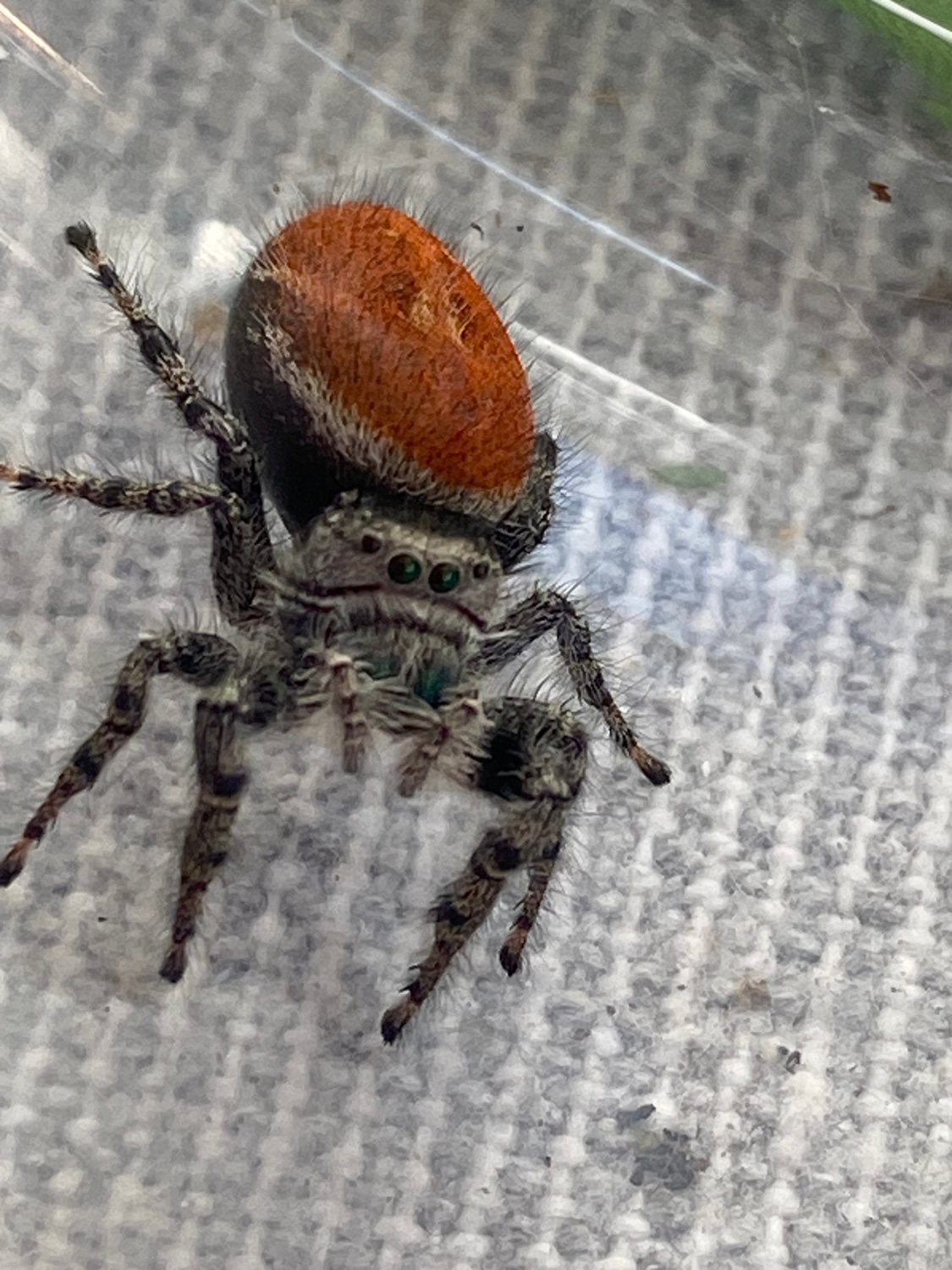 Phidippus Adumbratus Adult Female Jumping Spider by Salticidae and ...