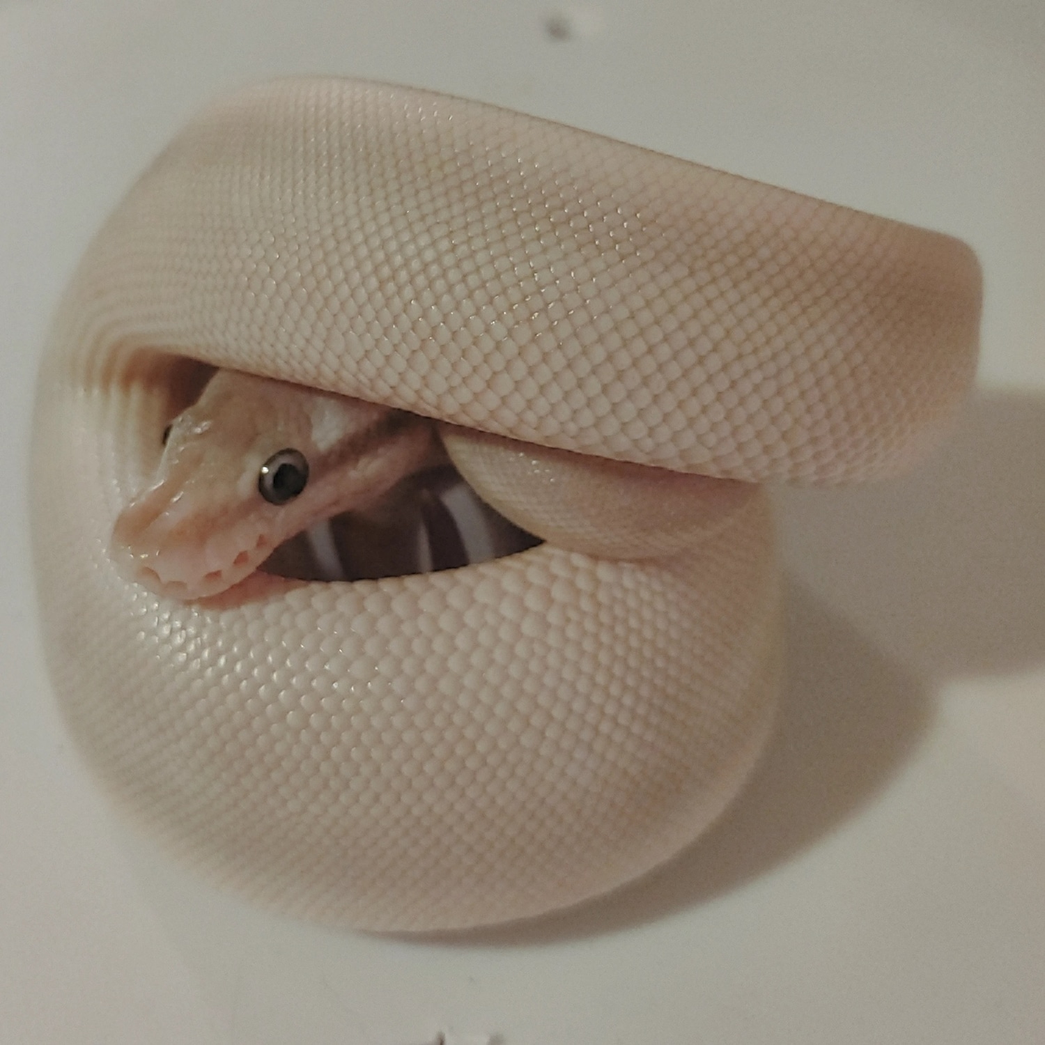Pastel Mystic Potion Ball Python by Salt Lake Snakes - MorphMarket