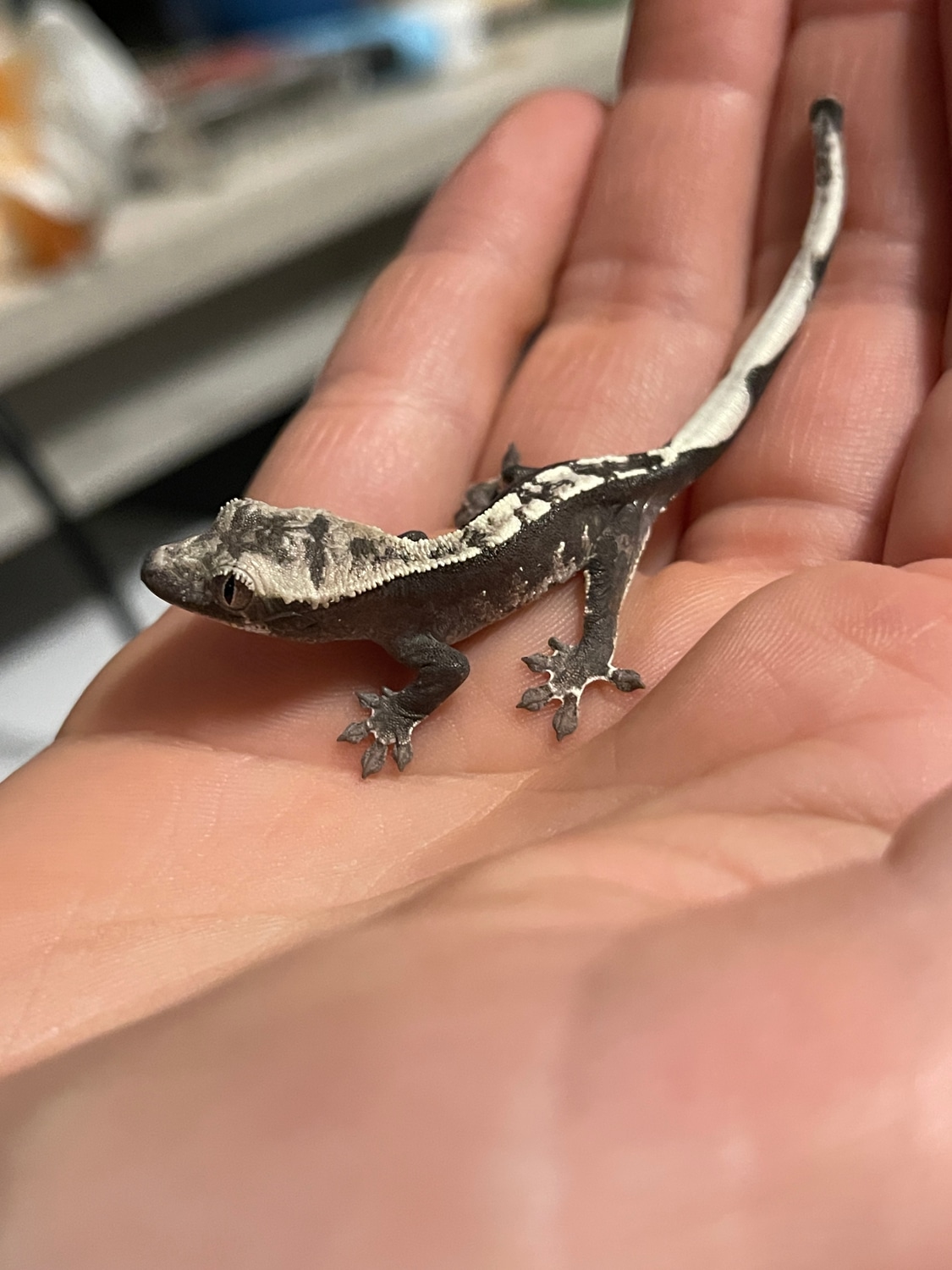 AE Line Visual Axanthic Crested Gecko by Saltwater Geckos - MorphMarket