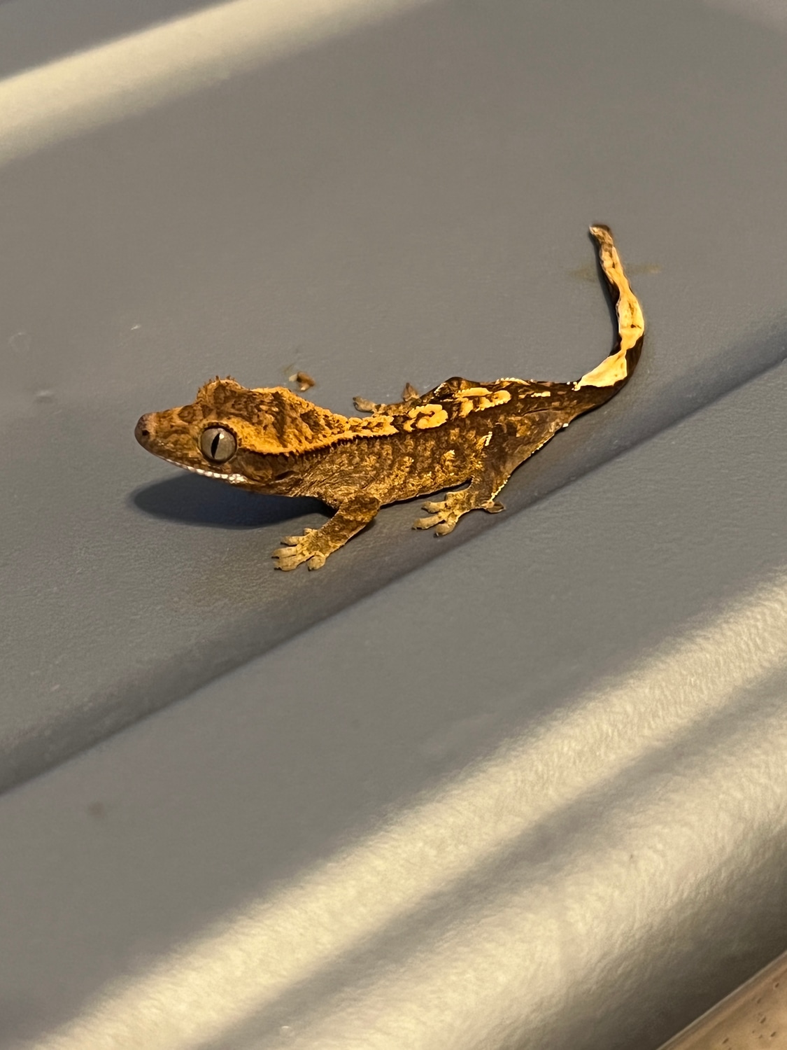 66% Het Axanthic Crested Gecko by Saltwater Geckos - MorphMarket