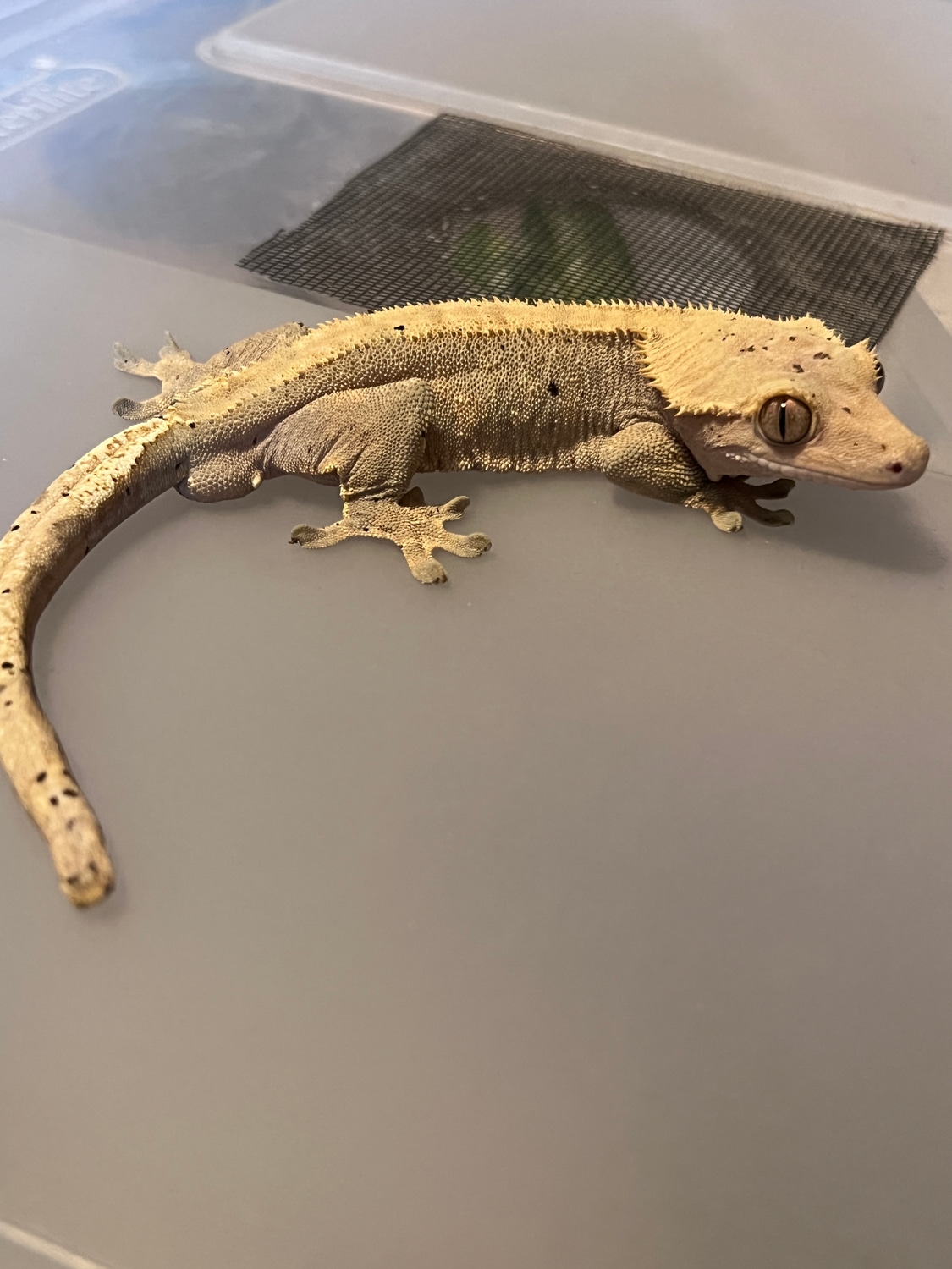 66% Het Axanthic Crested Gecko by Saltwater Geckos - MorphMarket