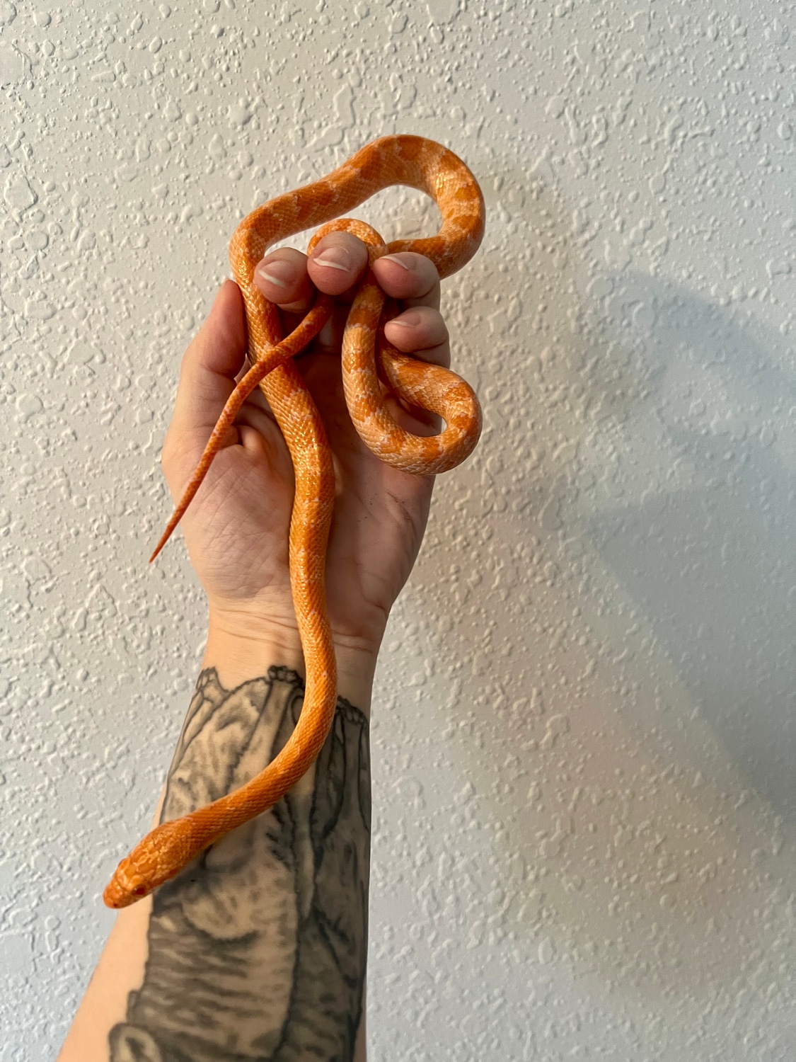 Mandarin Het Caramel And Blood (VMS Bred) Corn Snake by The Quirky Soul ...