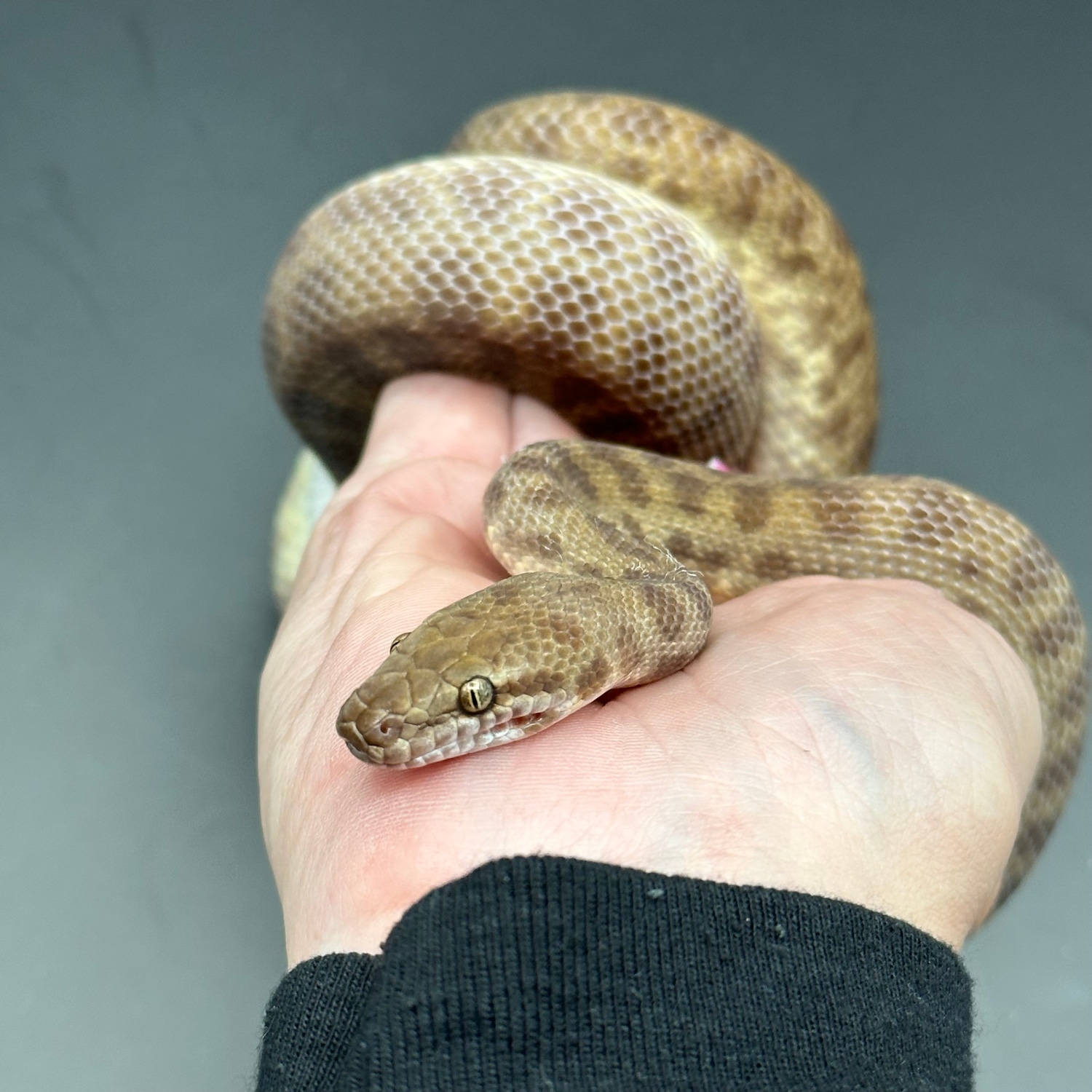 Adult Male Children's Python by The Quirky Soul - MorphMarket Adult Male Children's Python by The Quirky Soul - MorphMarket