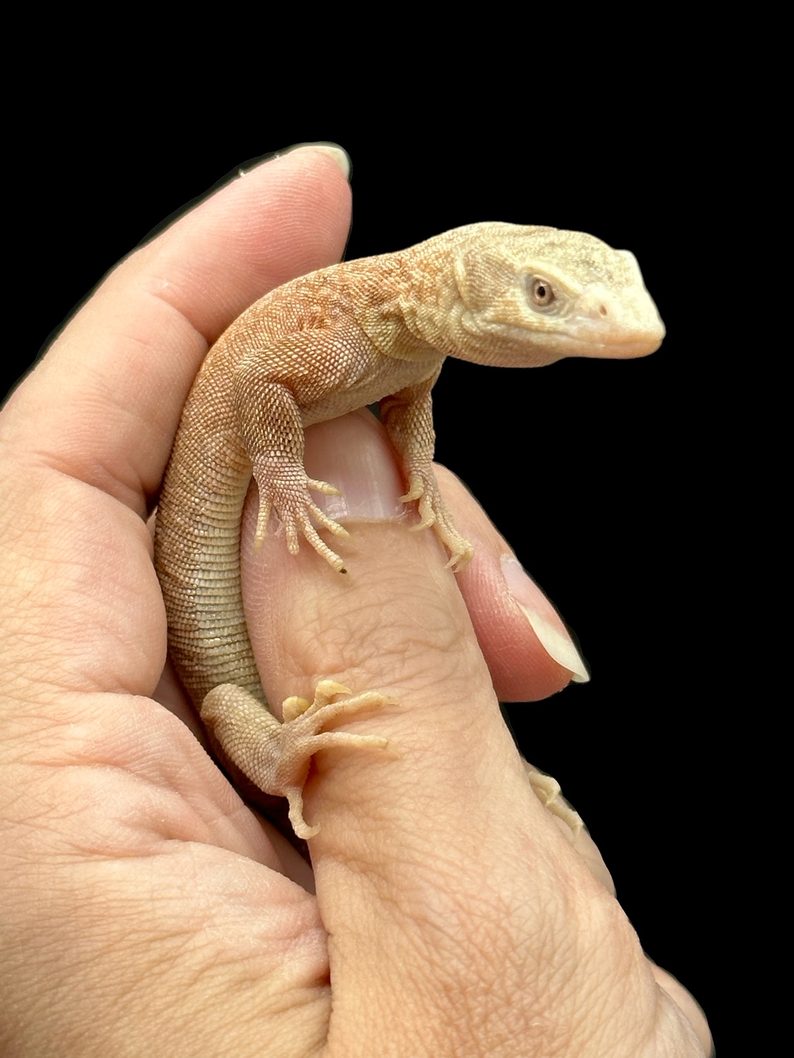 Leucistic Kingorum Monitor Other Monitor by The Quirky Soul - MorphMarket