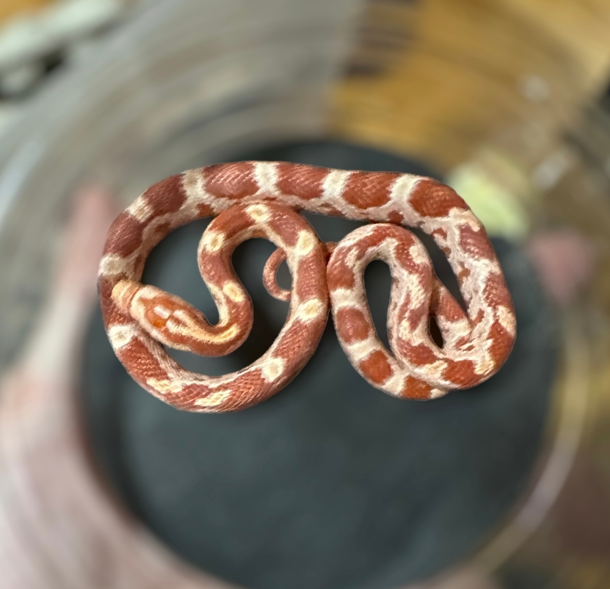 Amel Corn Snake by The Quirky Soul - MorphMarket