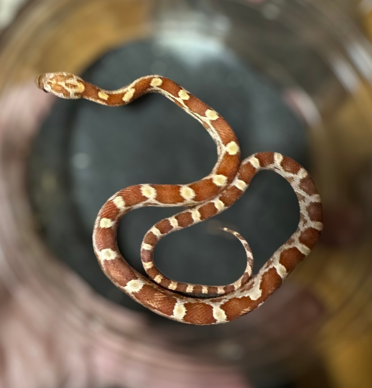 Ultramel Corn Snake by The Quirky Soul - MorphMarket