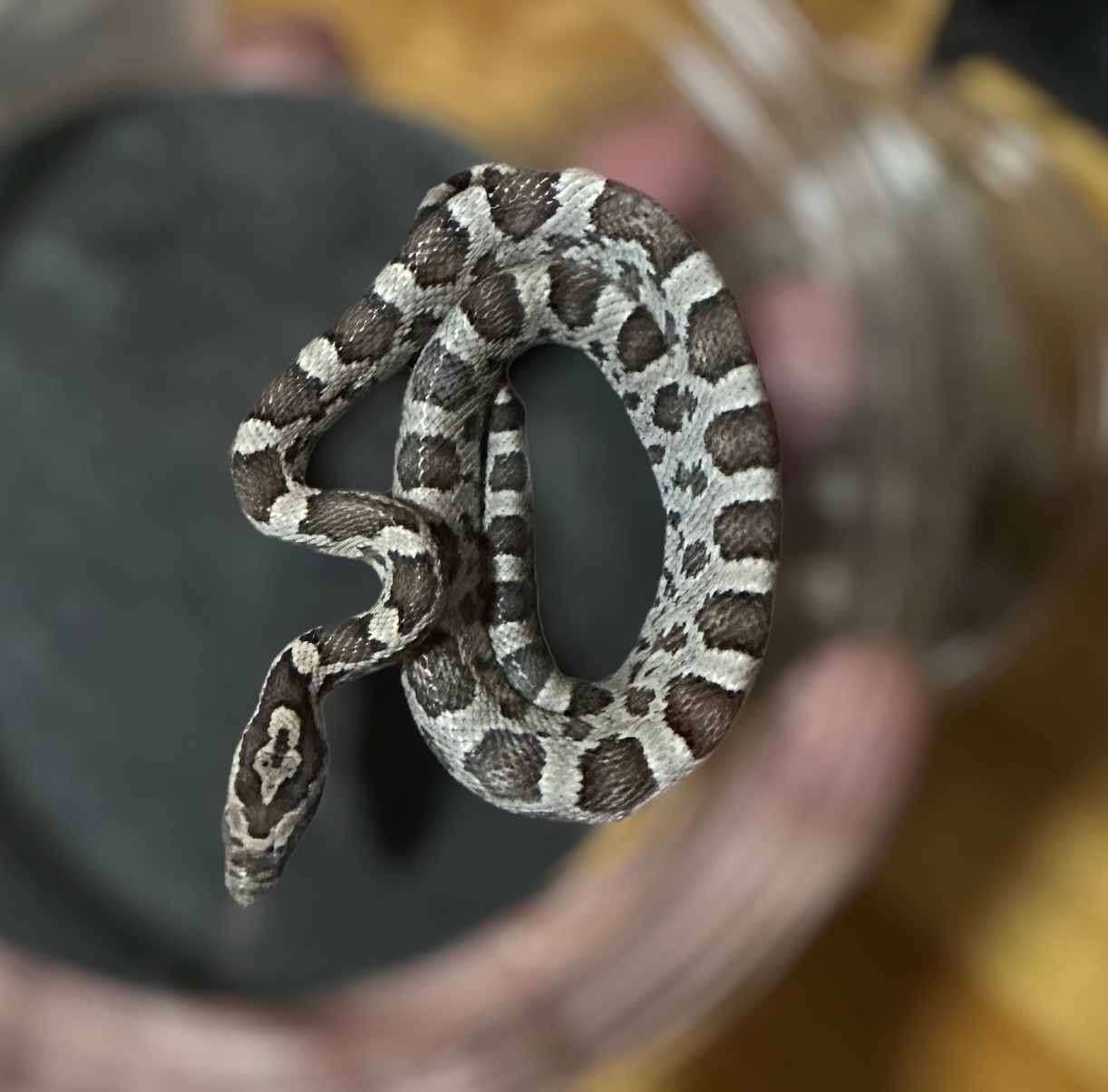 Anery Corn Snake by The Quirky Soul - MorphMarket