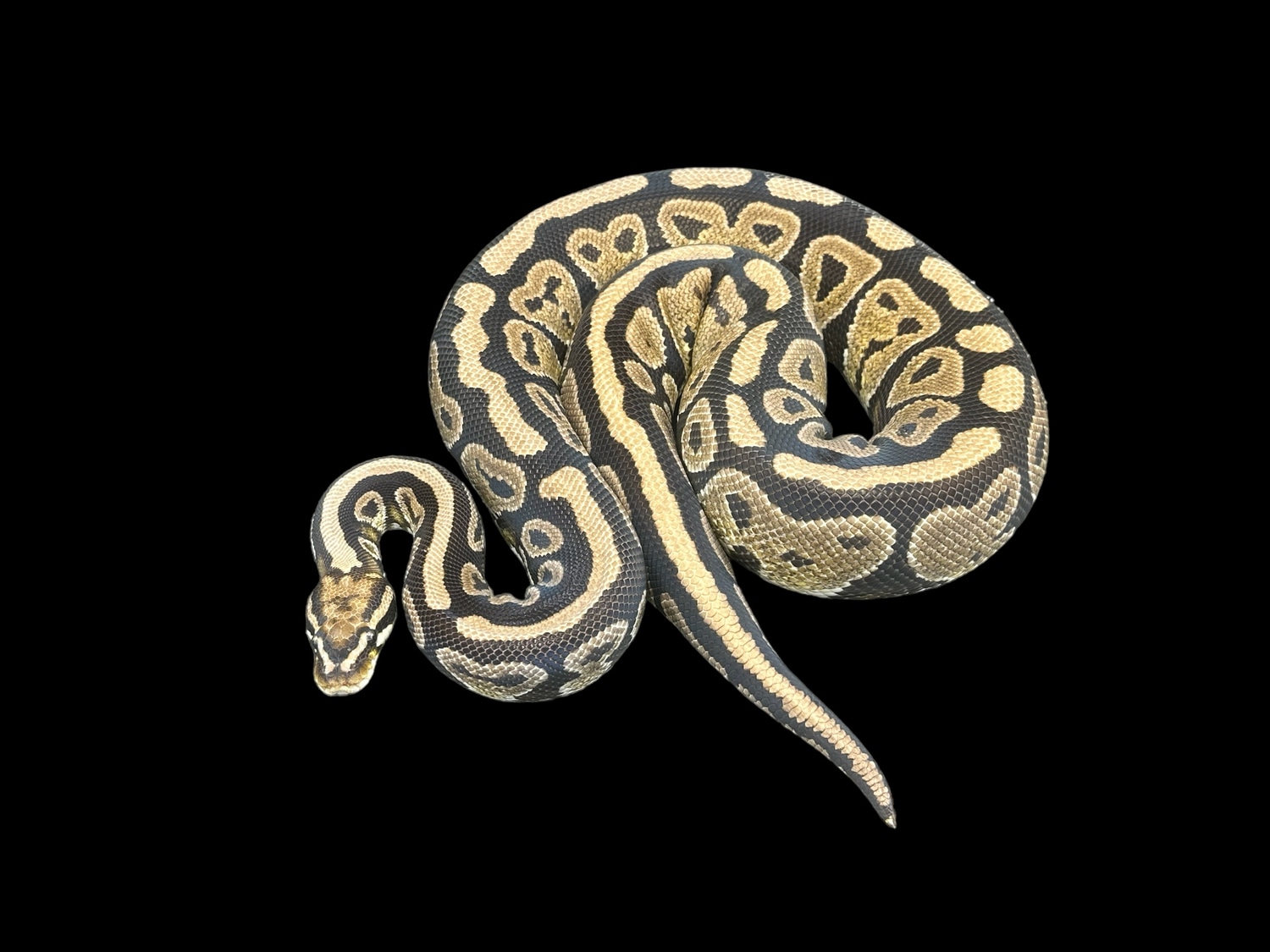 Proven 1900+g Spotnose Ball Python by The Quirky Soul - MorphMarket