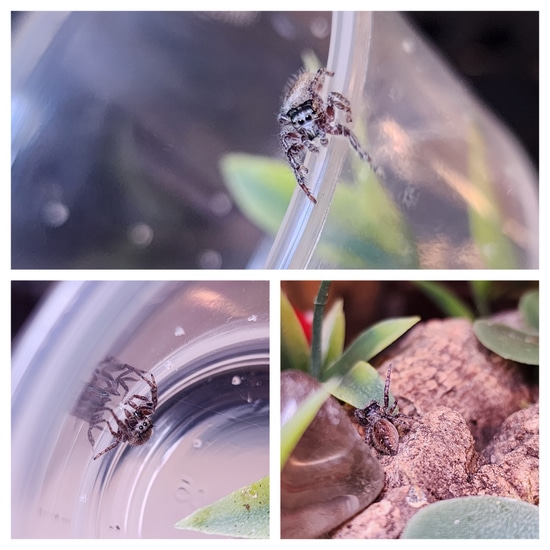 Phidippus Asotus Jumping Spider by Sams fantastic spoods