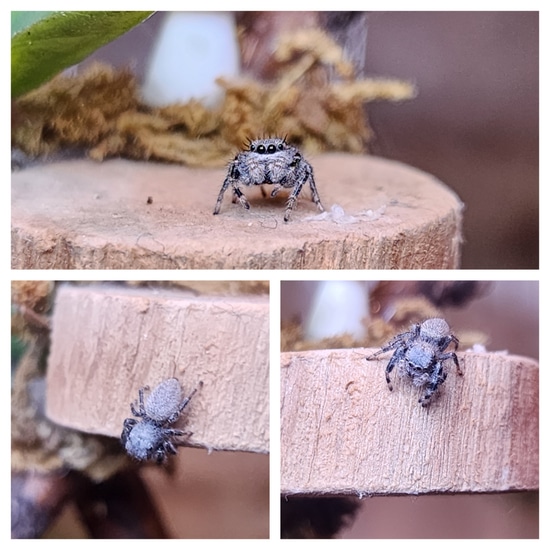 Phidippus Octopunctatus Jumping Spider by Sams fantastic spoods