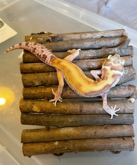 CB22 Tangerine Radar Leopard Gecko by SLHgeckos