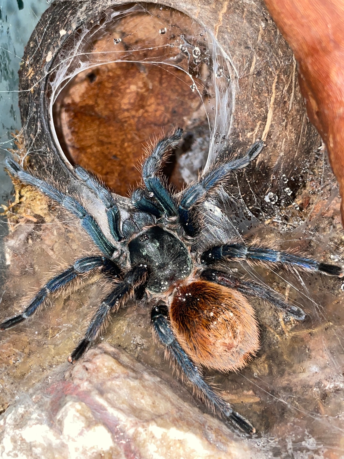 Green Bottle Blue (Chromatopelma Cyaneopubescens) Tarantula by ...