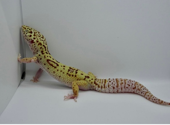 CB20 RADAR Het Blizzard (White Knight) Leopard Gecko by SLHgeckos