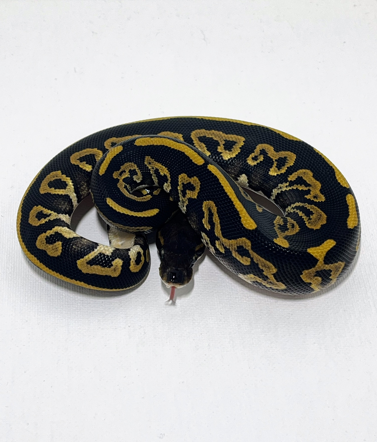 Mahogany Mystic Ball Python by Sam’s Superior Serpents - MorphMarket