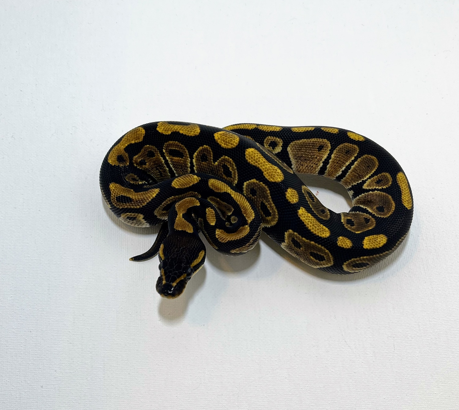 Yellow Belly Ball Python by Sam’s Superior Serpents - MorphMarket