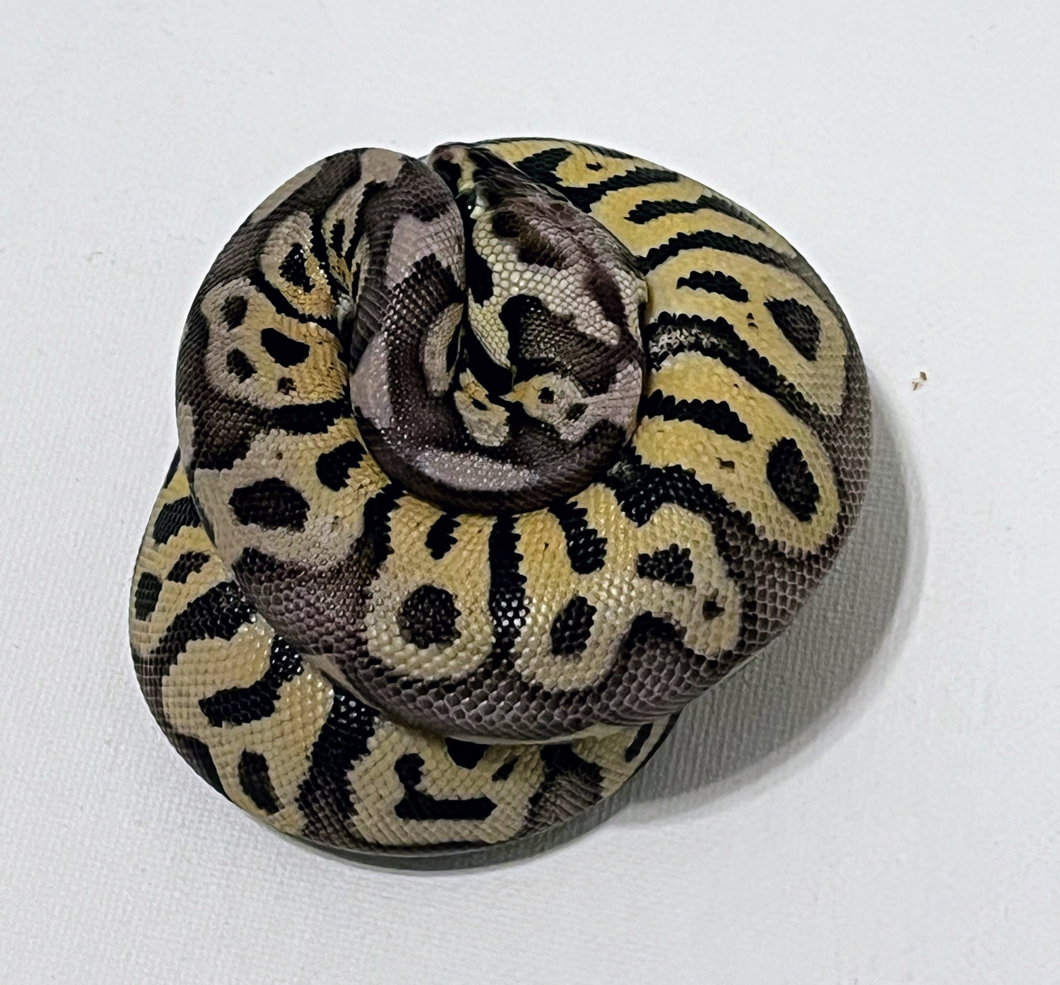 Super Pastel Leopard Ball Python by Sam’s Superior Serpents - MorphMarket