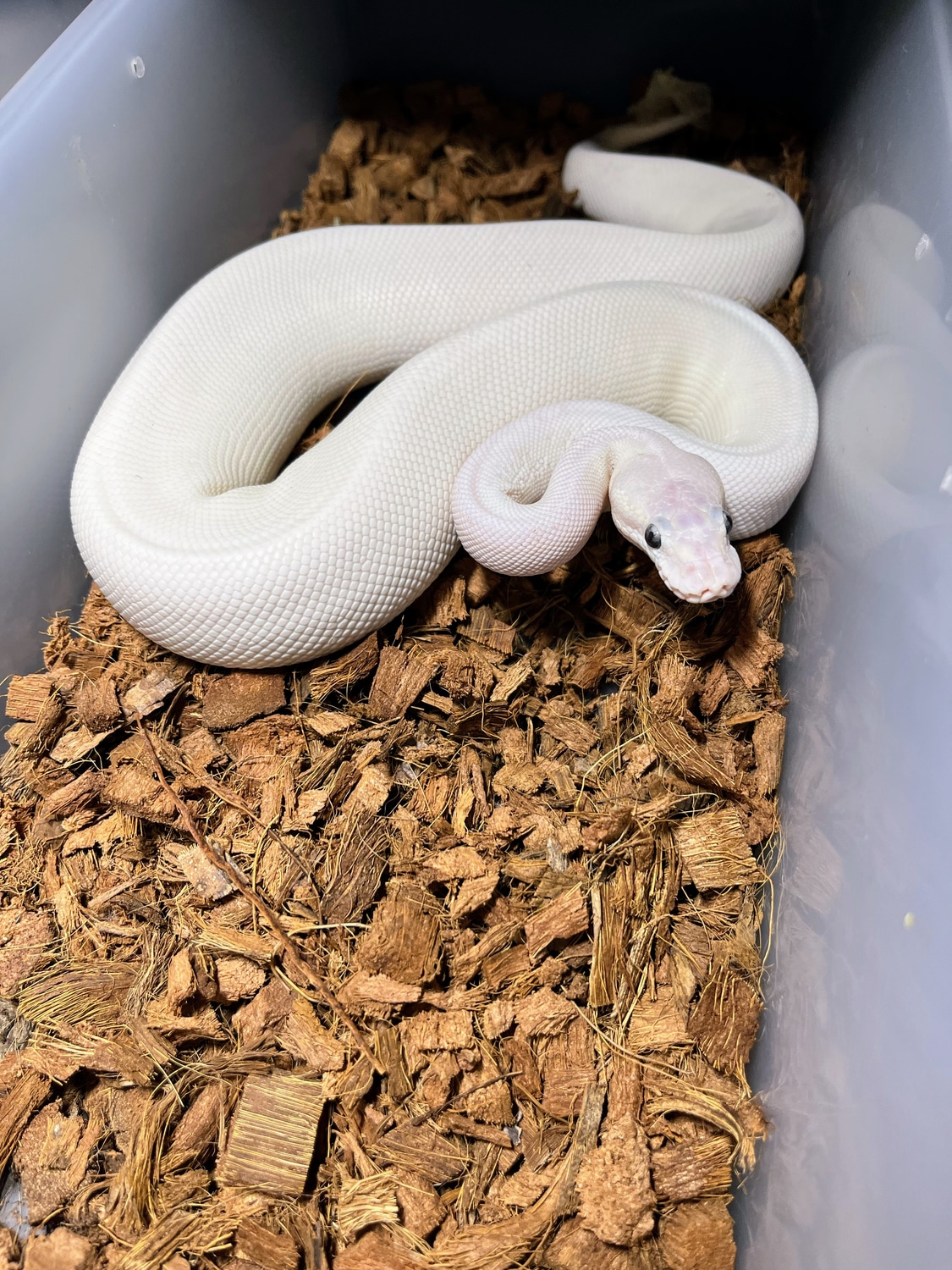 Mystery BEL Ball Python by Sam’s Superior Serpents - MorphMarket