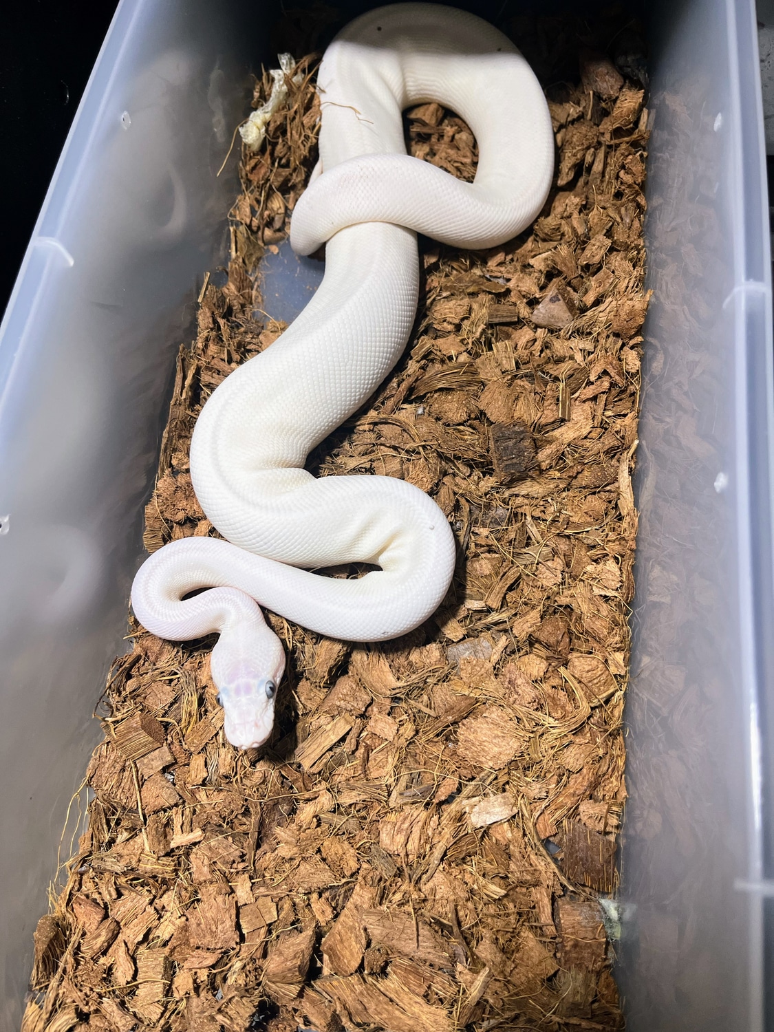 Mystery BEL Ball Python by Sam’s Superior Serpents - MorphMarket