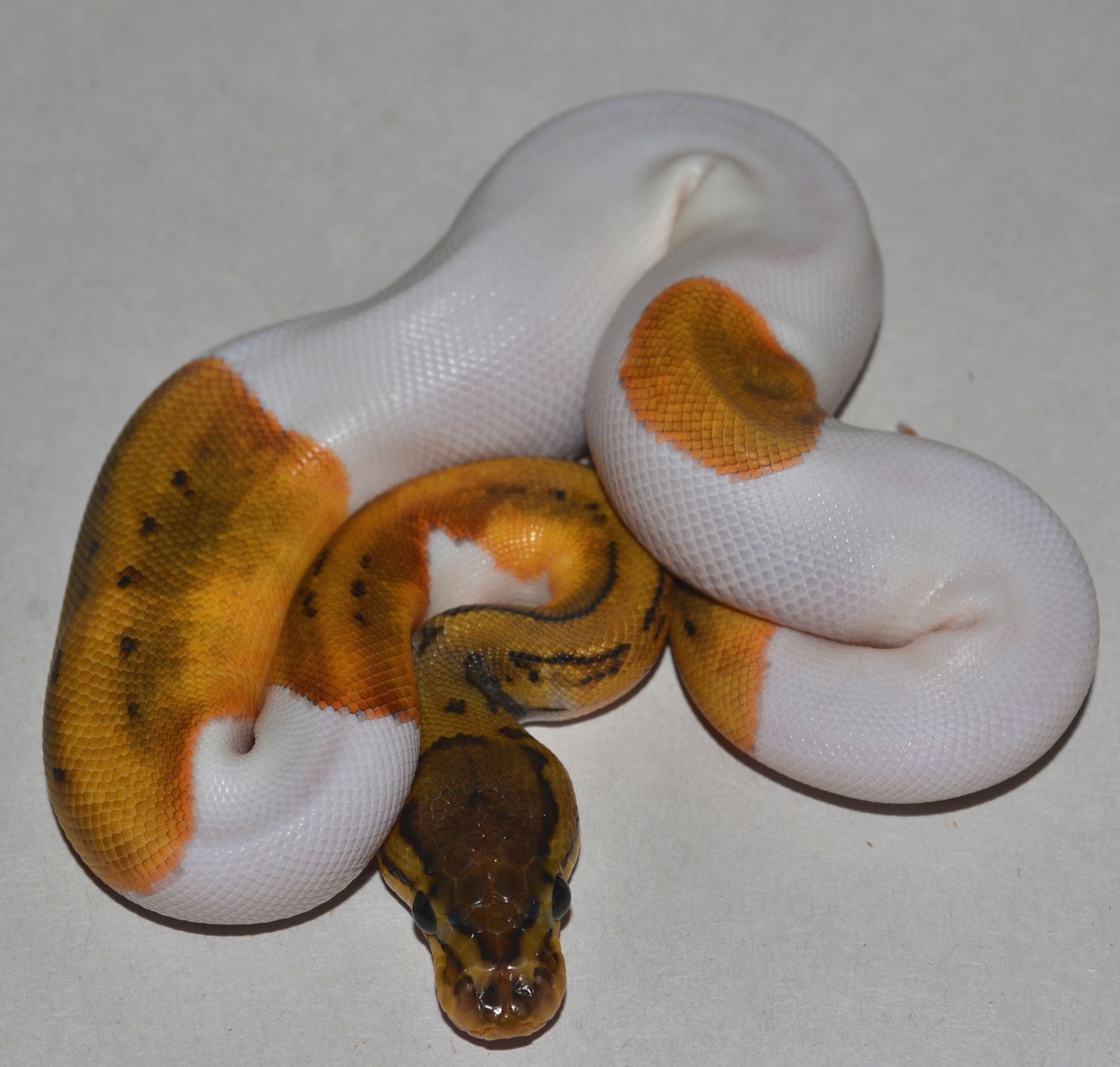 Pinstripe Pied Ball Python by Samantha Gage Reptiles - MorphMarket