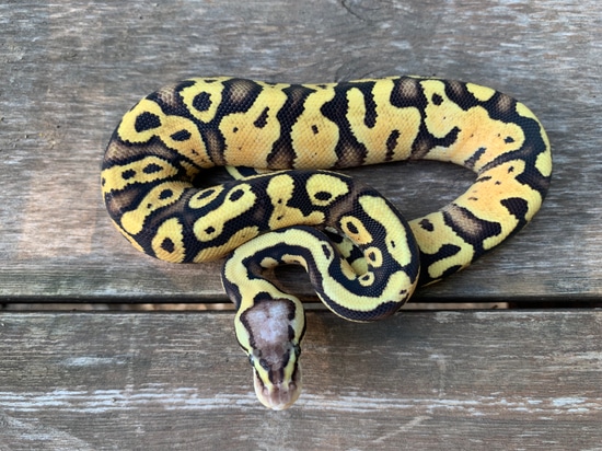 Firefly 100% Het Clown Ball Python by Samantha Gage Reptiles