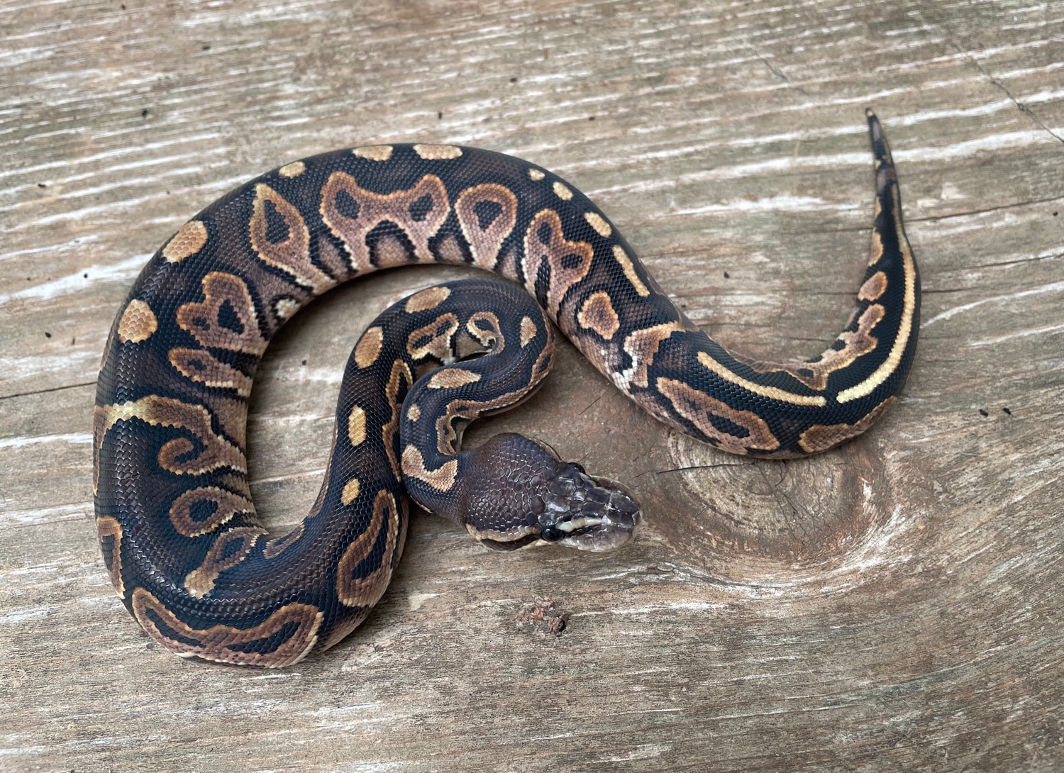 Cinnamon Trick Ball Python by Samantha Gage Reptiles - MorphMarket