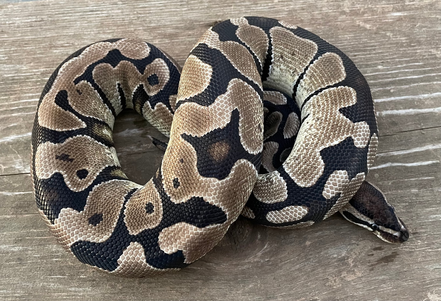 TSK Axanthic Ball Python by Samantha Gage Reptiles - MorphMarket