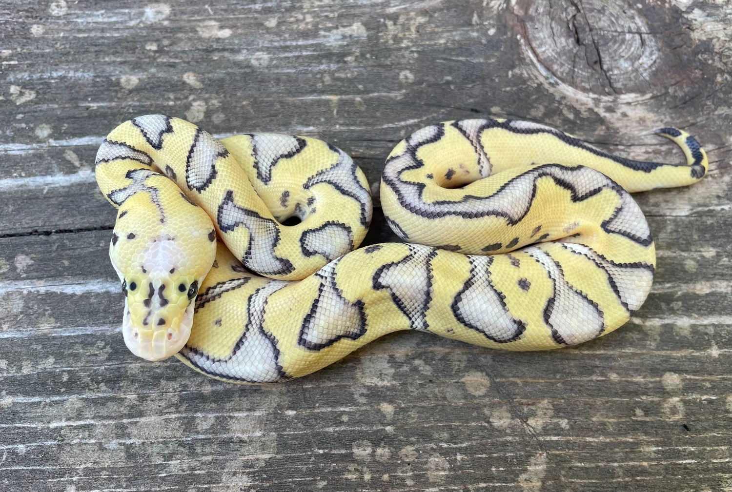 Super Pastel Enchi Clown 66% Het Hypo Ball Python by Samantha Gage ...