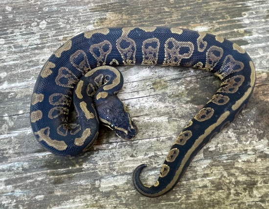 Chocolate Sable Ball Python by Samantha Gage Reptiles