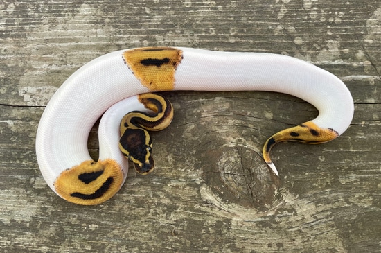 Pied Het Ultramel Ball Python by Samantha Gage Reptiles