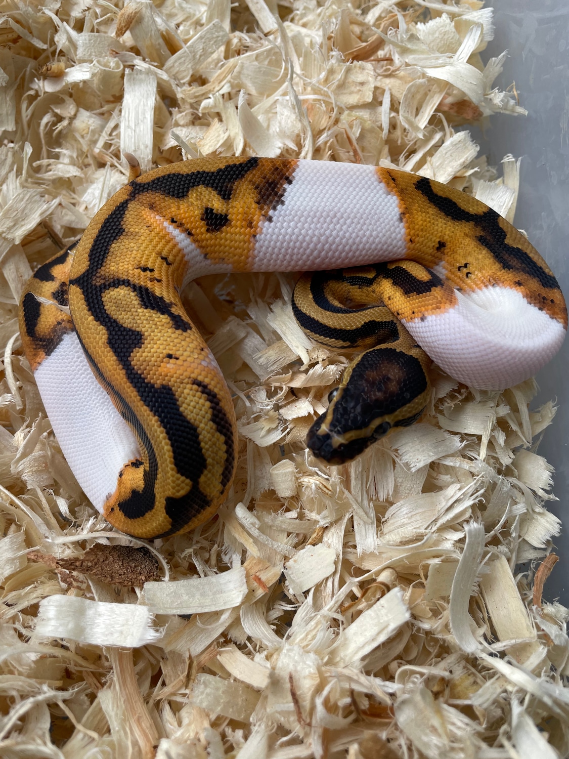 Pied Het Ultramel Ball Python by Samantha Gage Reptiles - MorphMarket
