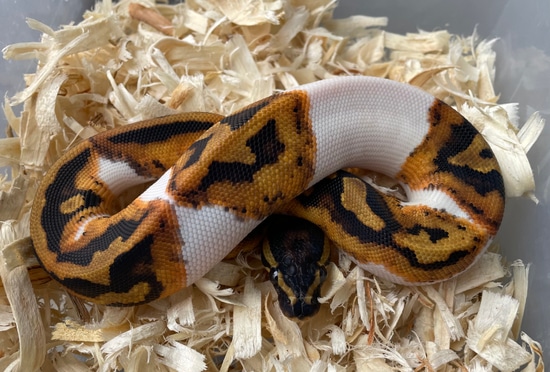 Pied Het Ultramel Ball Python by Samantha Gage Reptiles