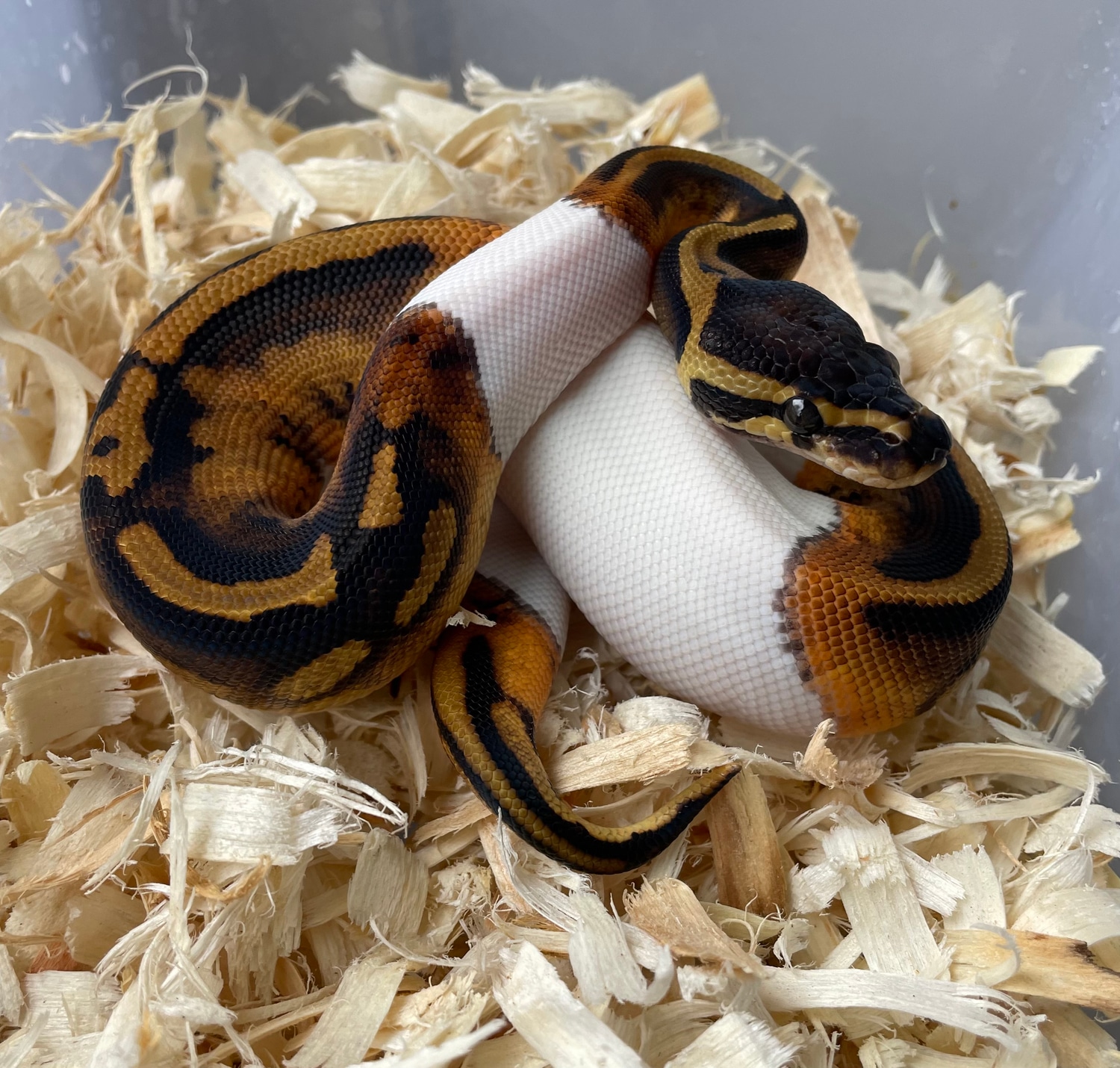 Pied 100% Het Ultramel Ball Python by Samantha Gage Reptiles - MorphMarket