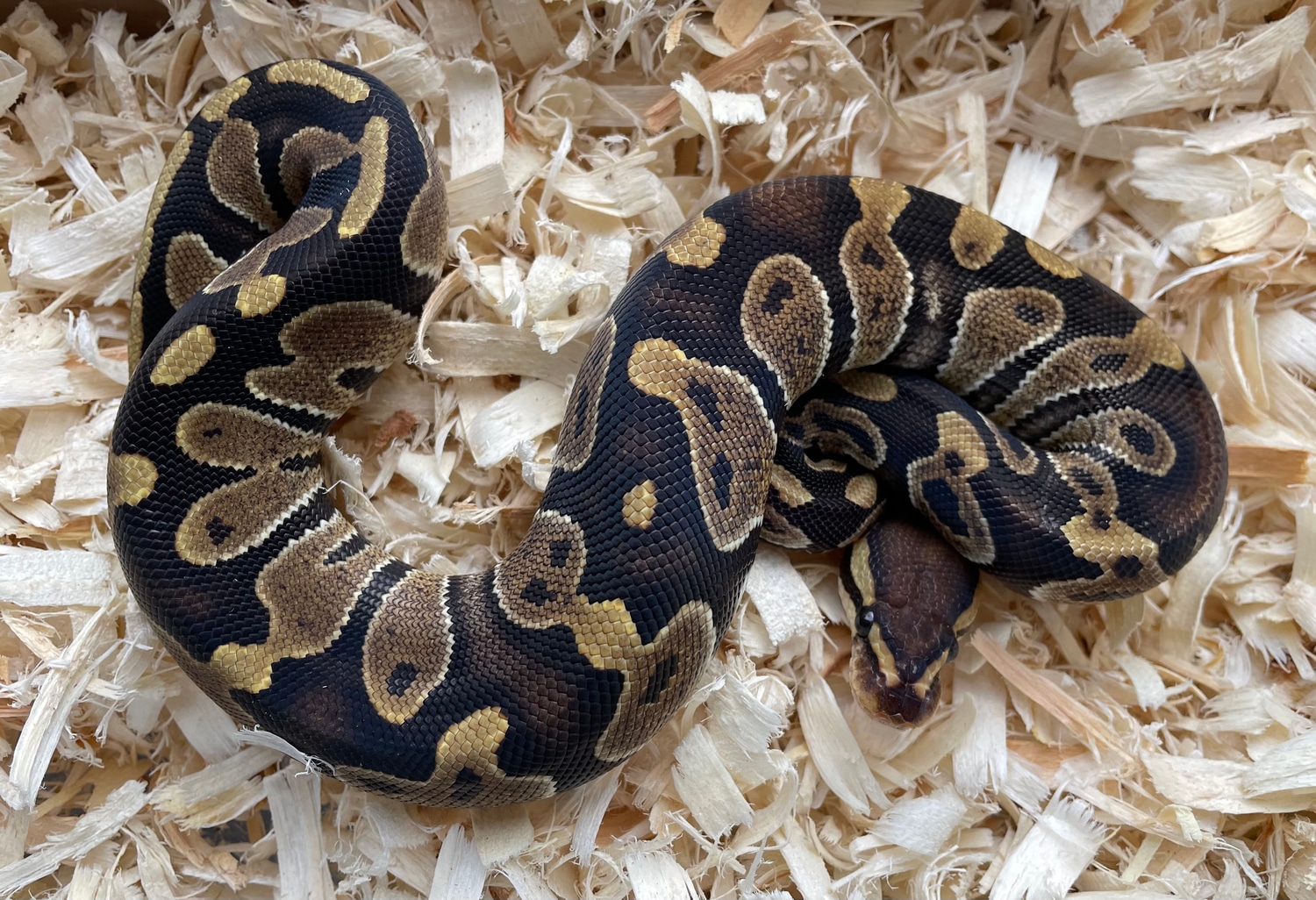 Chocolate 100% Het Hypo 66% Het Albino Ball Python by Samantha Gage ...