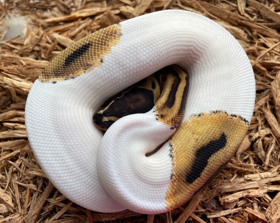 Pied 100% Het Ultramel Ball Python by Samantha Gage Reptiles
