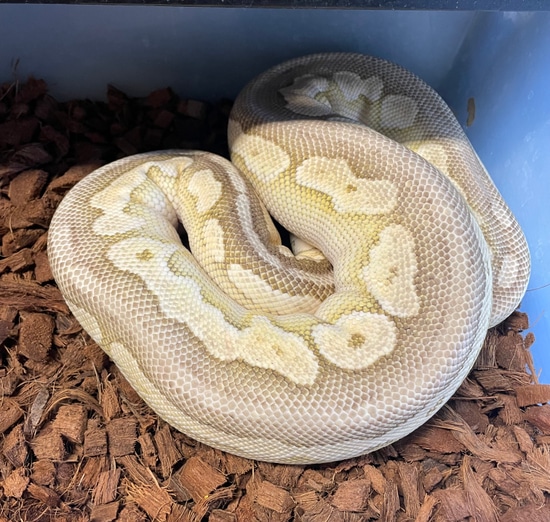 Pewter Lesser Ball Python by Samantha Gage Reptiles